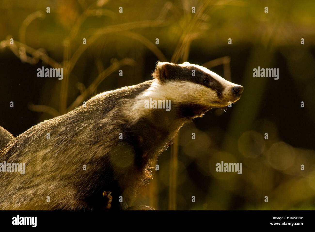 Meles meles -Fotos und -Bildmaterial in hoher Auflösung – Alamy