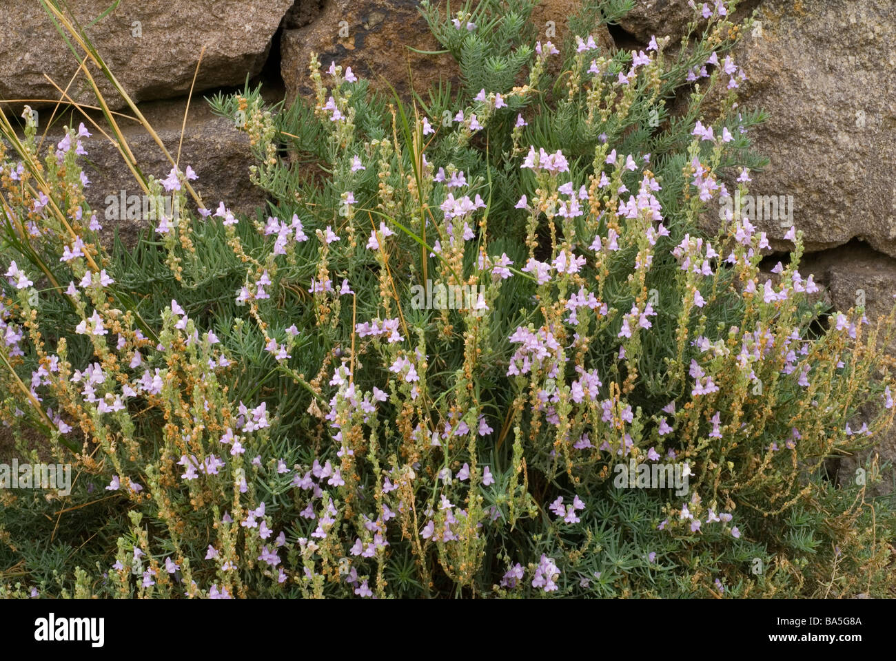 Italien pflanzen pflanze blume blumen horizontal roberto nistri ...