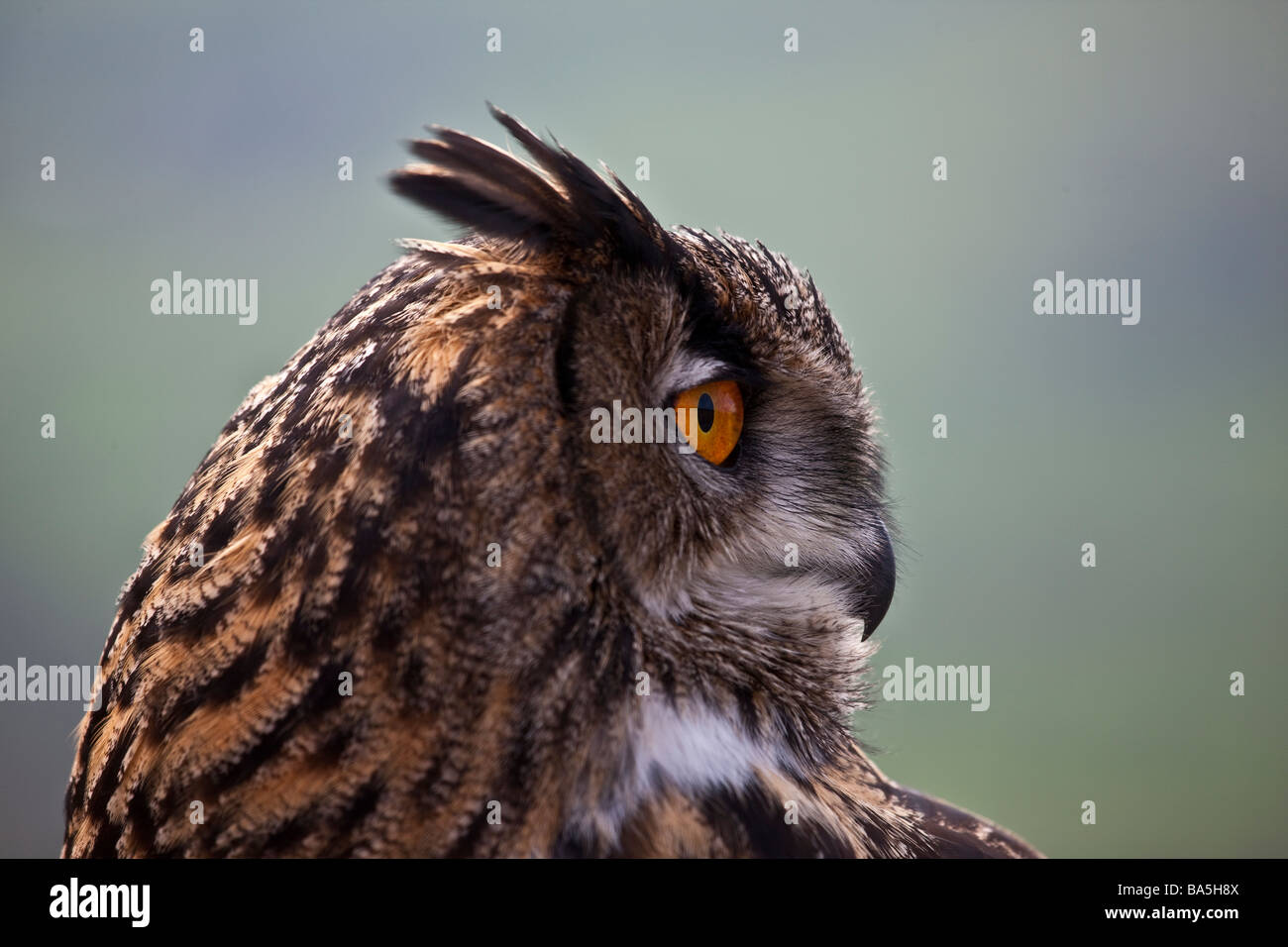 European eagle owl world owl -Fotos und -Bildmaterial in hoher ...