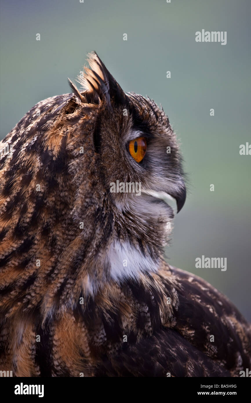 European eagle owl world owl -Fotos und -Bildmaterial in hoher ...