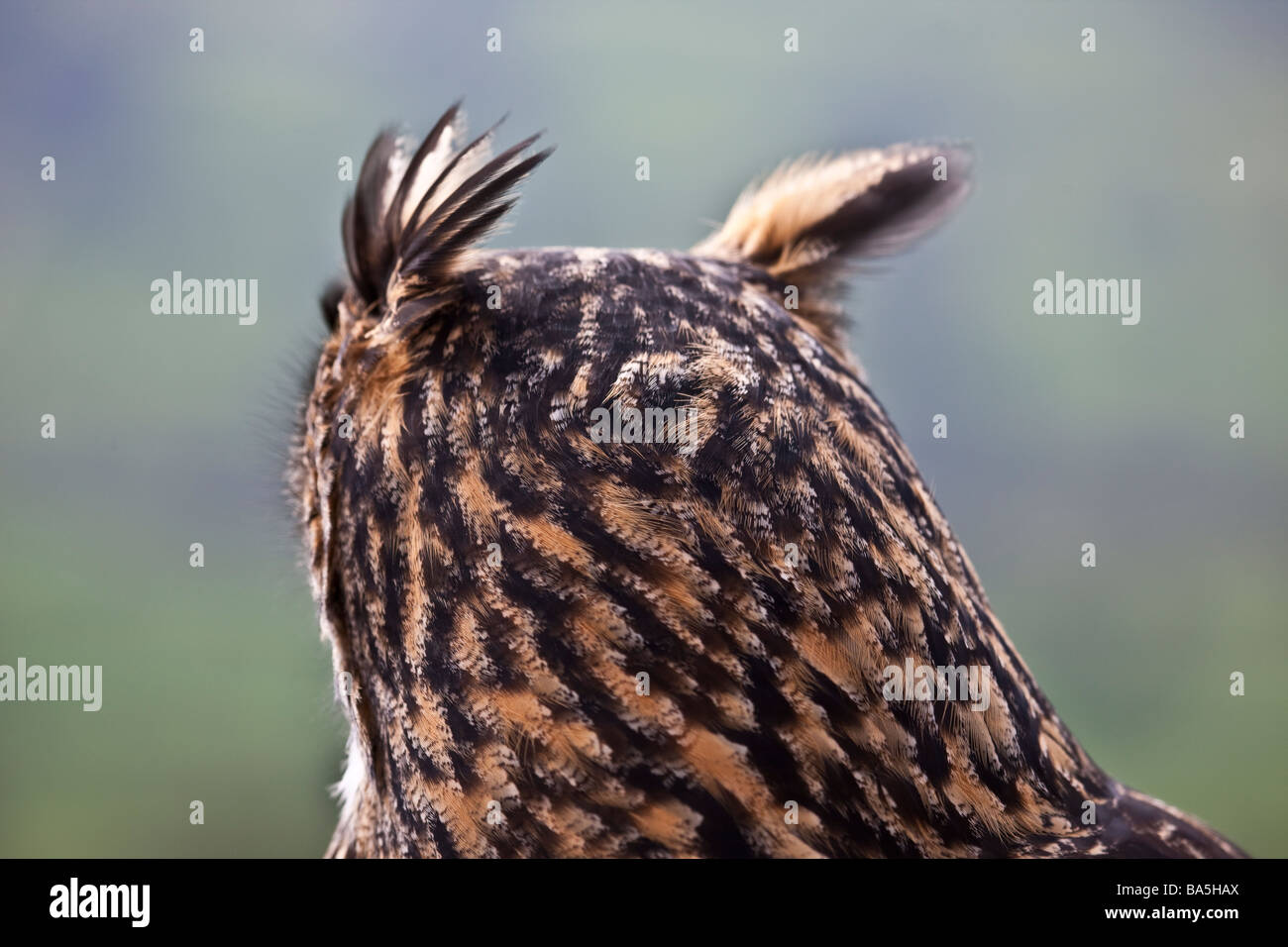 Der Europäische Uhu ist die größte Eule der Welt Dies ist Ruby und 18 ...