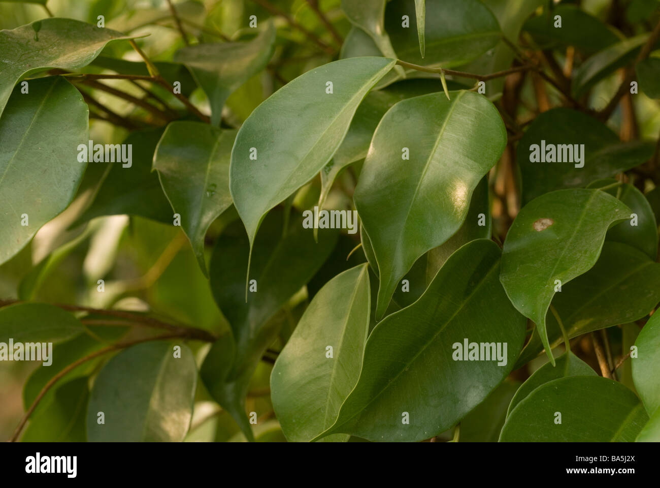 Weeping fig tree -Fotos und -Bildmaterial in hoher Auflösung – Alamy