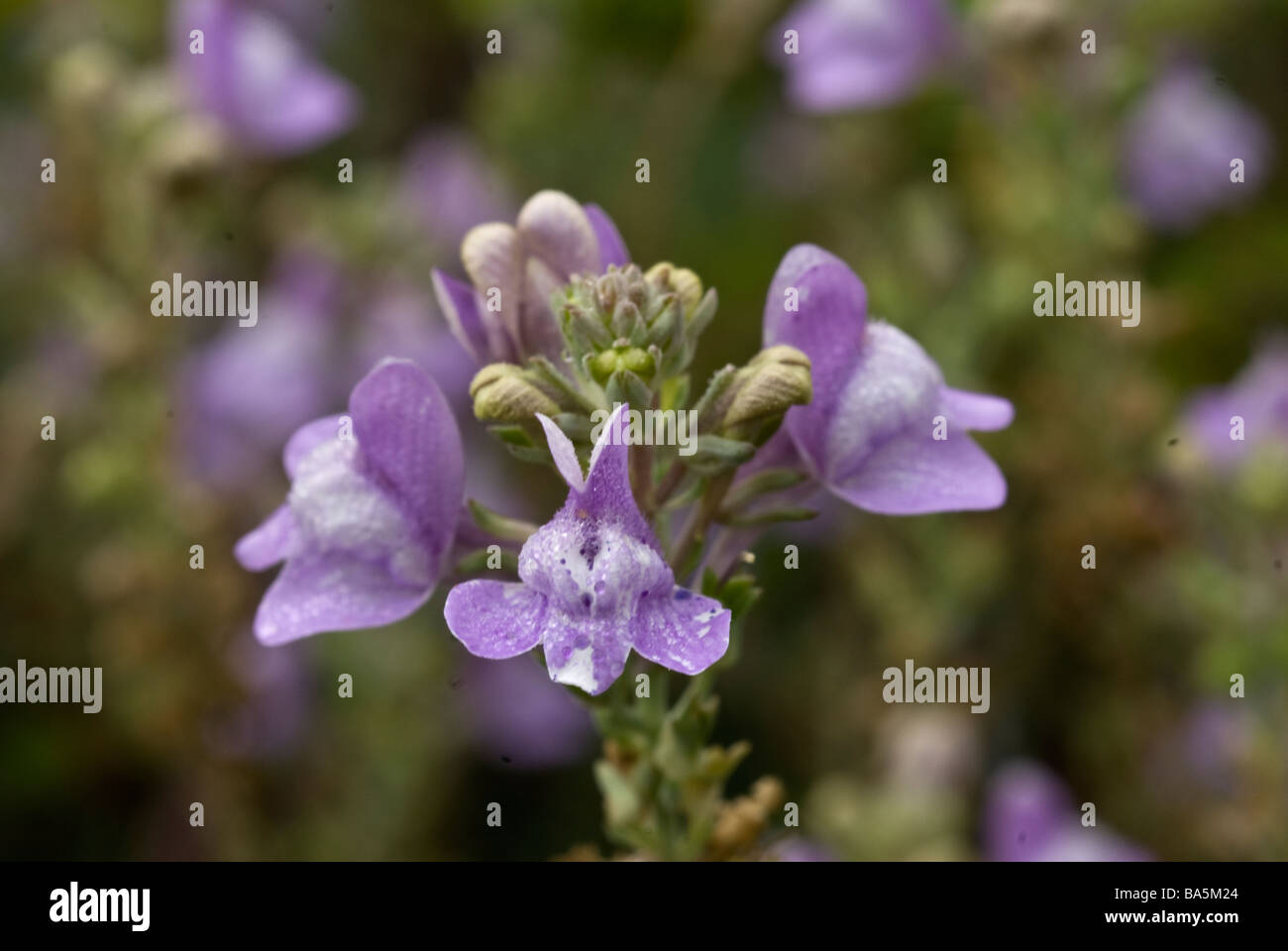 Italien blumen blumen pflanzen pflanzen hortocultural roberto nistri ...