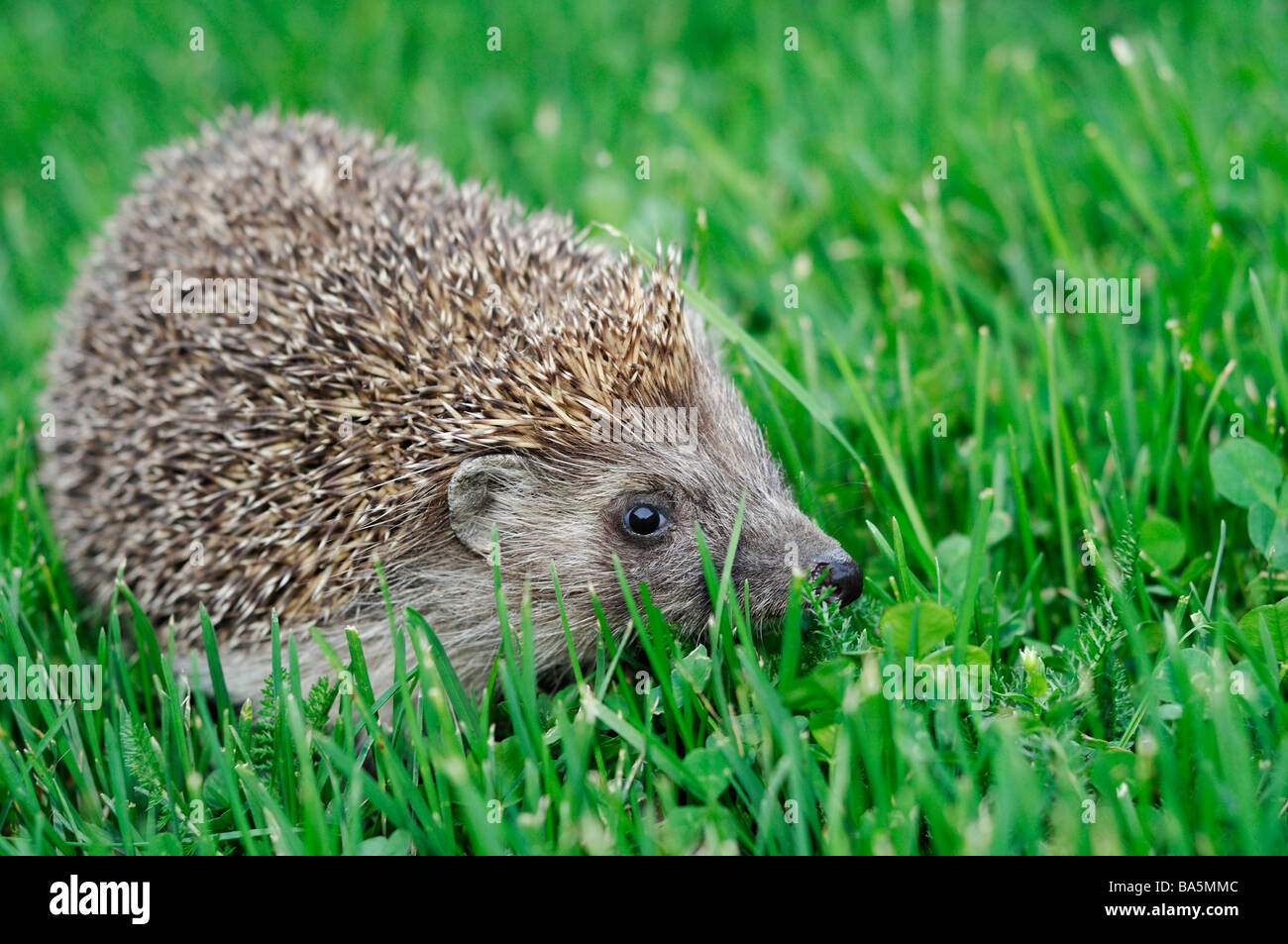 Igel niedlich -Fotos und -Bildmaterial in hoher Auflösung – Alamy