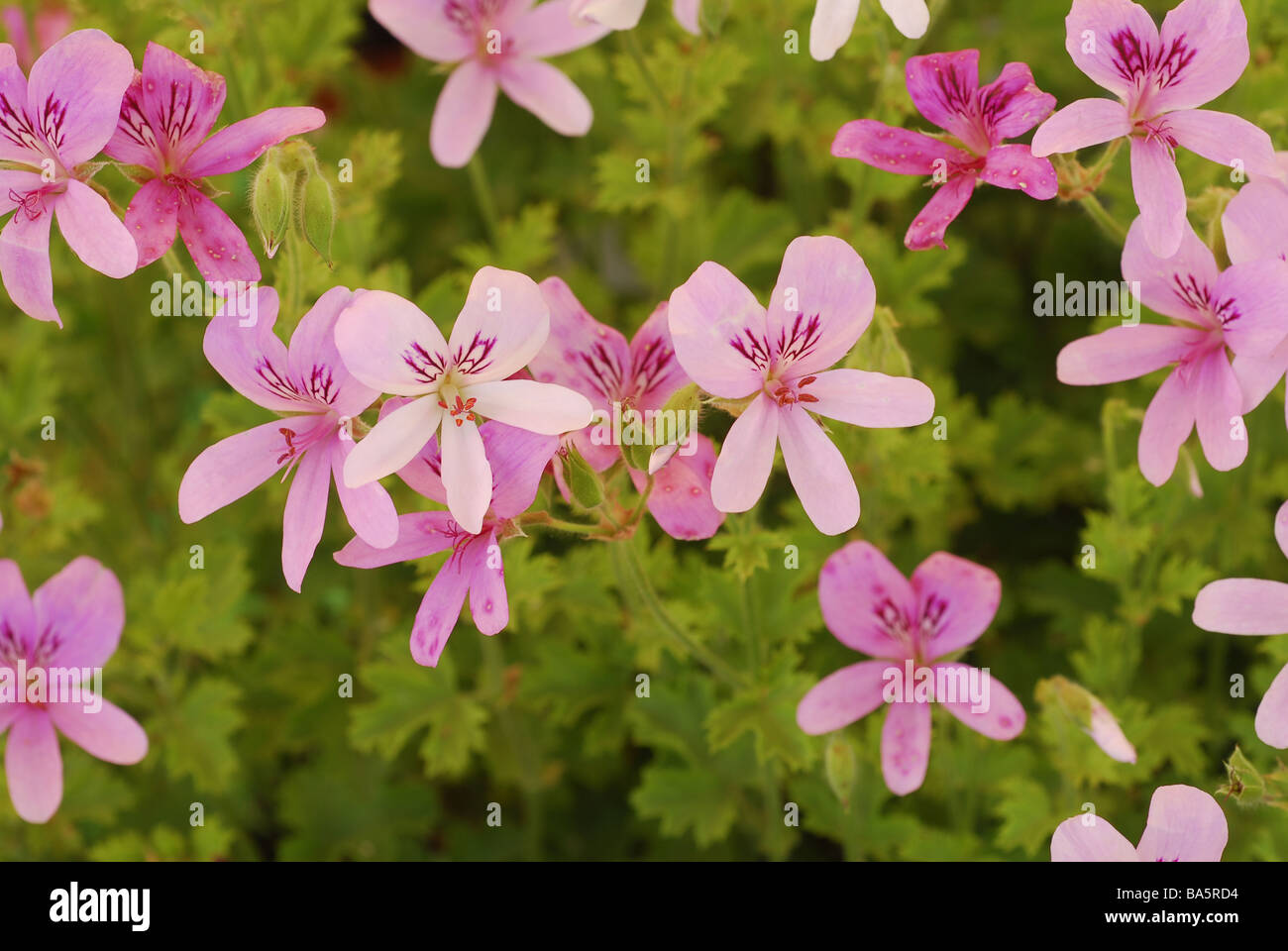 Pelargonium X citriodorum "Prinz von Oranien" Geranio, Geraniaceae ...