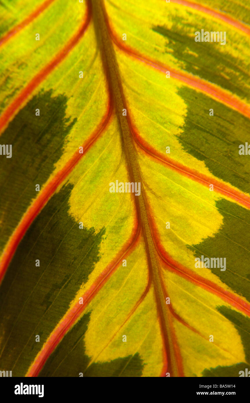 Close up marantaceae prayer plant leaf -Fotos und -Bildmaterial in ...