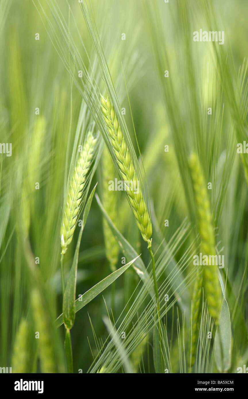 Gerstenfeld Detail Köpfe Getreidefeld Getreidefeld Anbau Körner Gerste ...
