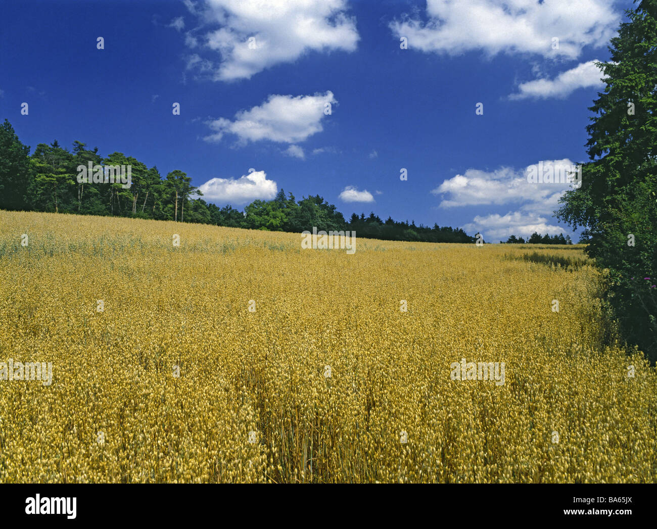 Waldrand Getreidefeld Hafer Wolke Himmel Getreidefeld Anbau Getreide ...