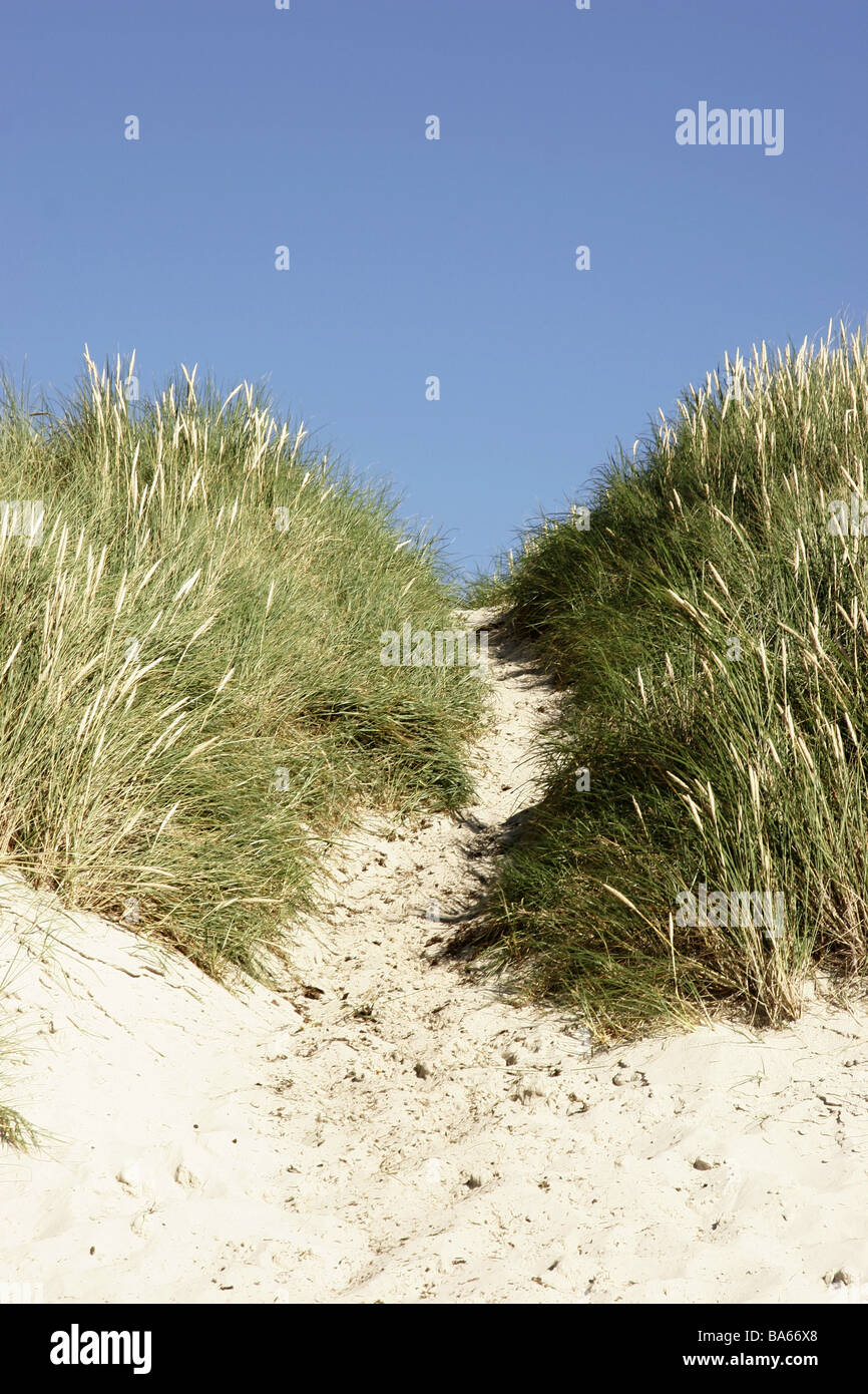 Strand-Dünen Weg Skandinavien Dänemark Vejers Natur Dünen Nordsee ...