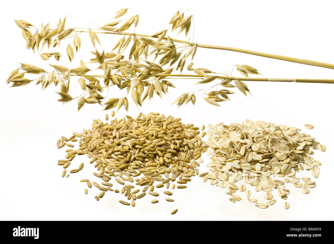 Körner Haferrispe Hafer-Getreide Hafer Getreiderispen Haferkorn ...