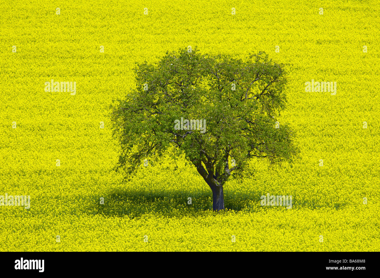 Rap anbau Stockfotos und -bilder Kaufen - Alamy