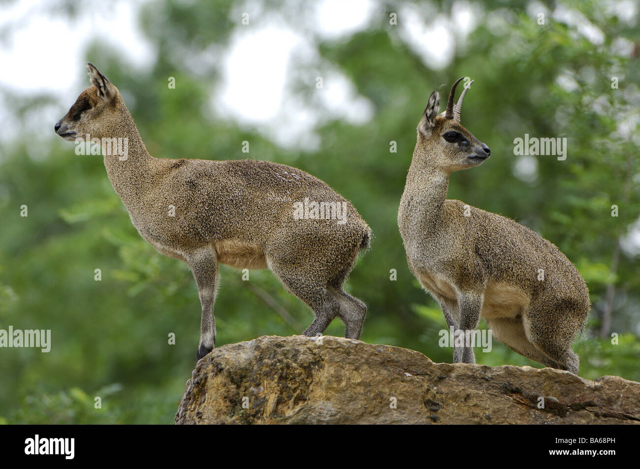 Klippspringer oreotragus oreotragus -Fotos und -Bildmaterial in hoher ...