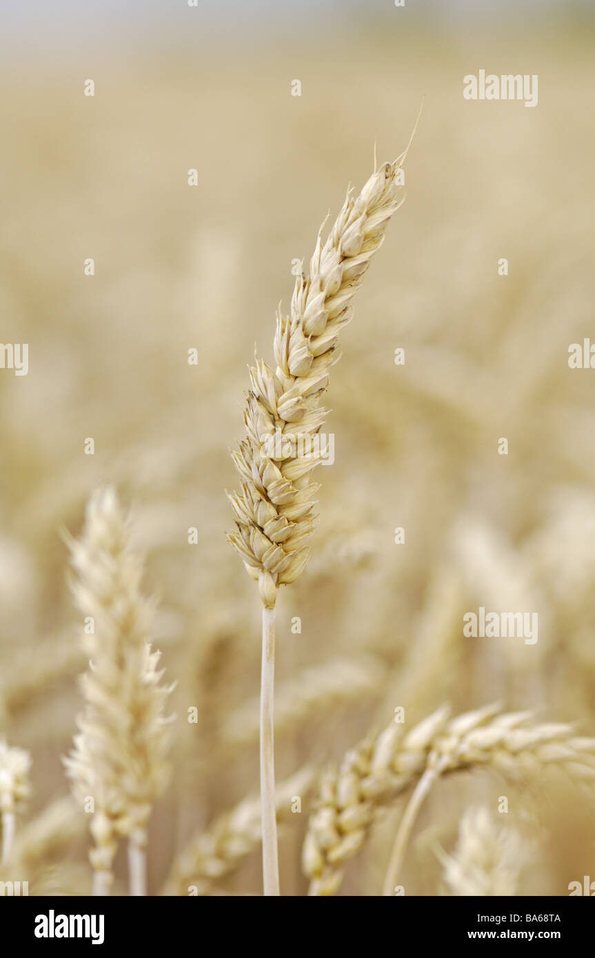 Korn Builds Stockfotos & Korn Builds Bilder - Alamy