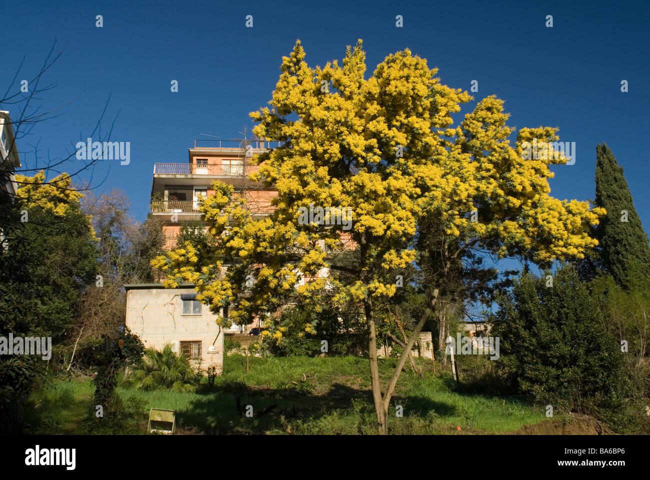 Silber-Akazie, Acacia Dealbata, Mimose, Fabaceae aus Australien ...