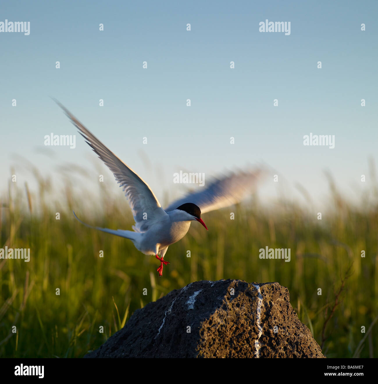 Atlantische seeschwalbe -Fotos und -Bildmaterial in hoher Auflösung – Alamy