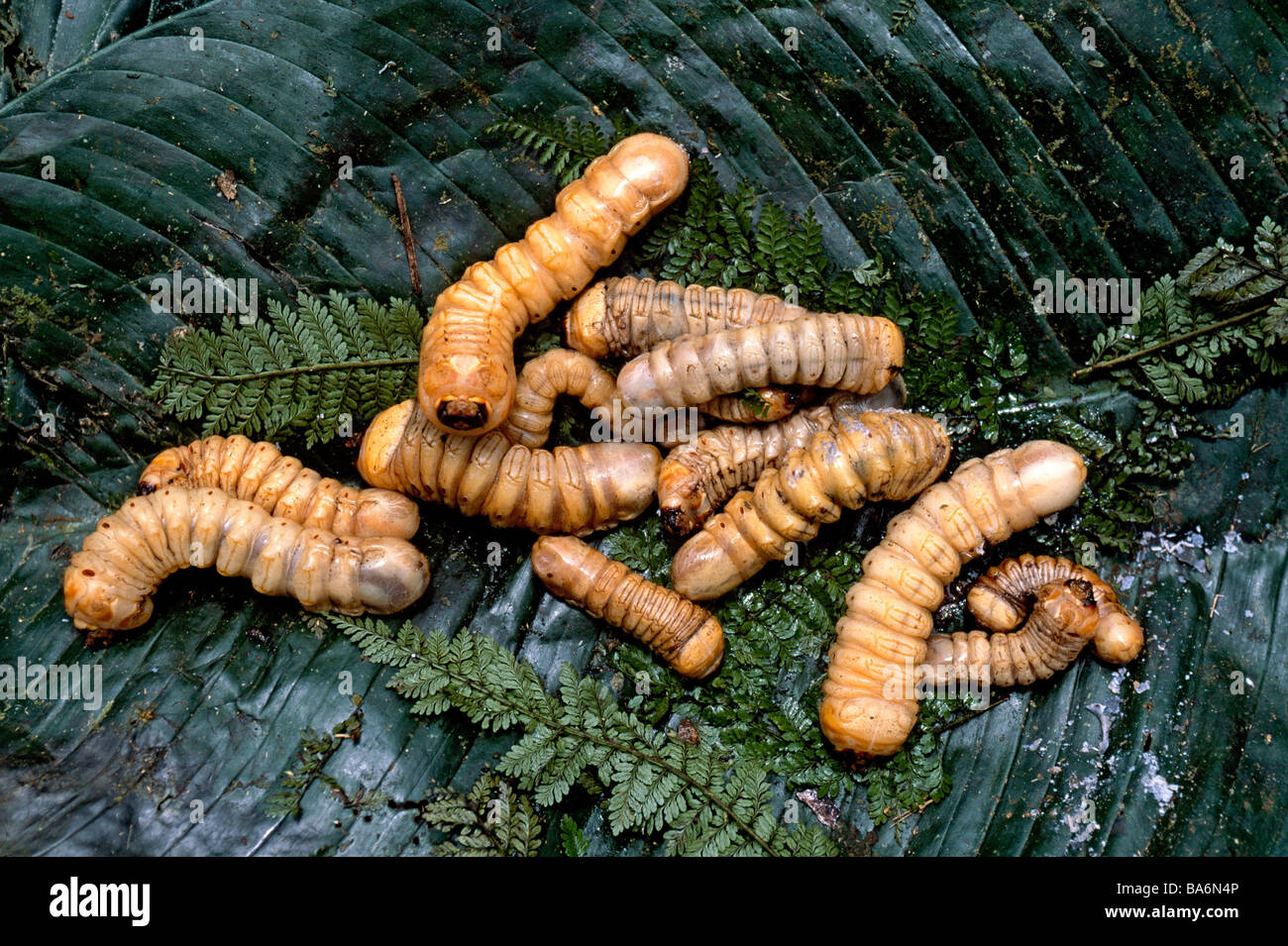 Sago Palm Papua New Guinea Stockfotos und -bilder Kaufen - Alamy