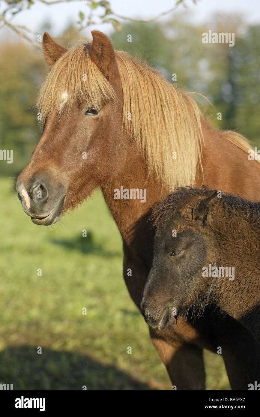 Wiese-Island-Ponys Stute Fohlen Seite-Porträt Abenddämmerung Tiere ...