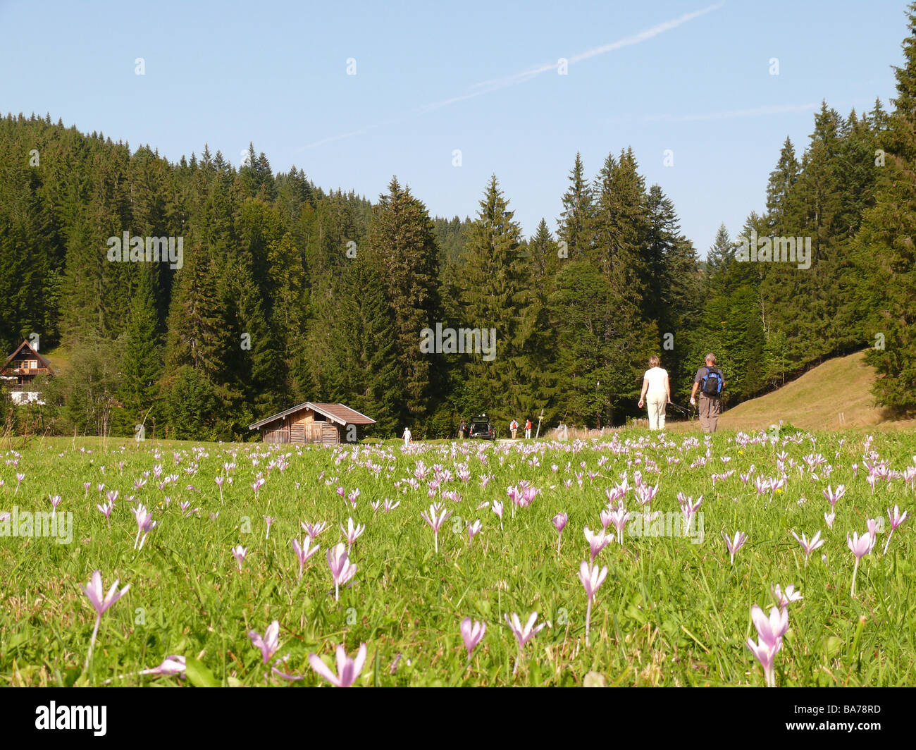Liliaceae colchicum autumnale -Fotos und -Bildmaterial in hoher ...