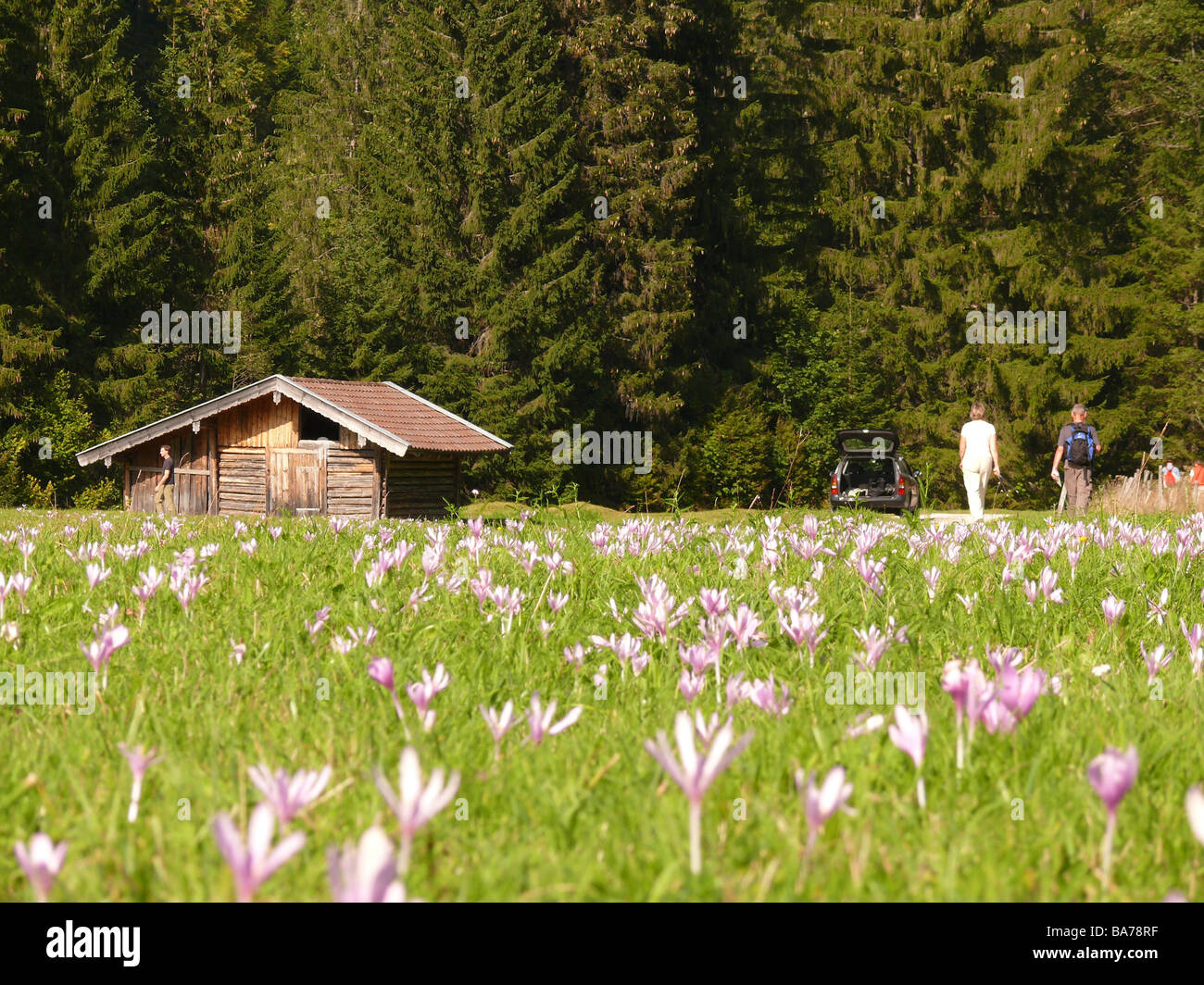 Liliaceae colchicum autumnale -Fotos und -Bildmaterial in hoher ...