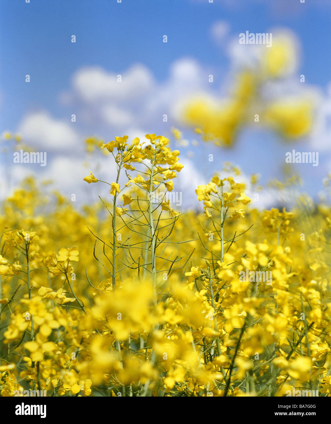 Raps detail -Fotos und -Bildmaterial in hoher Auflösung – Alamy
