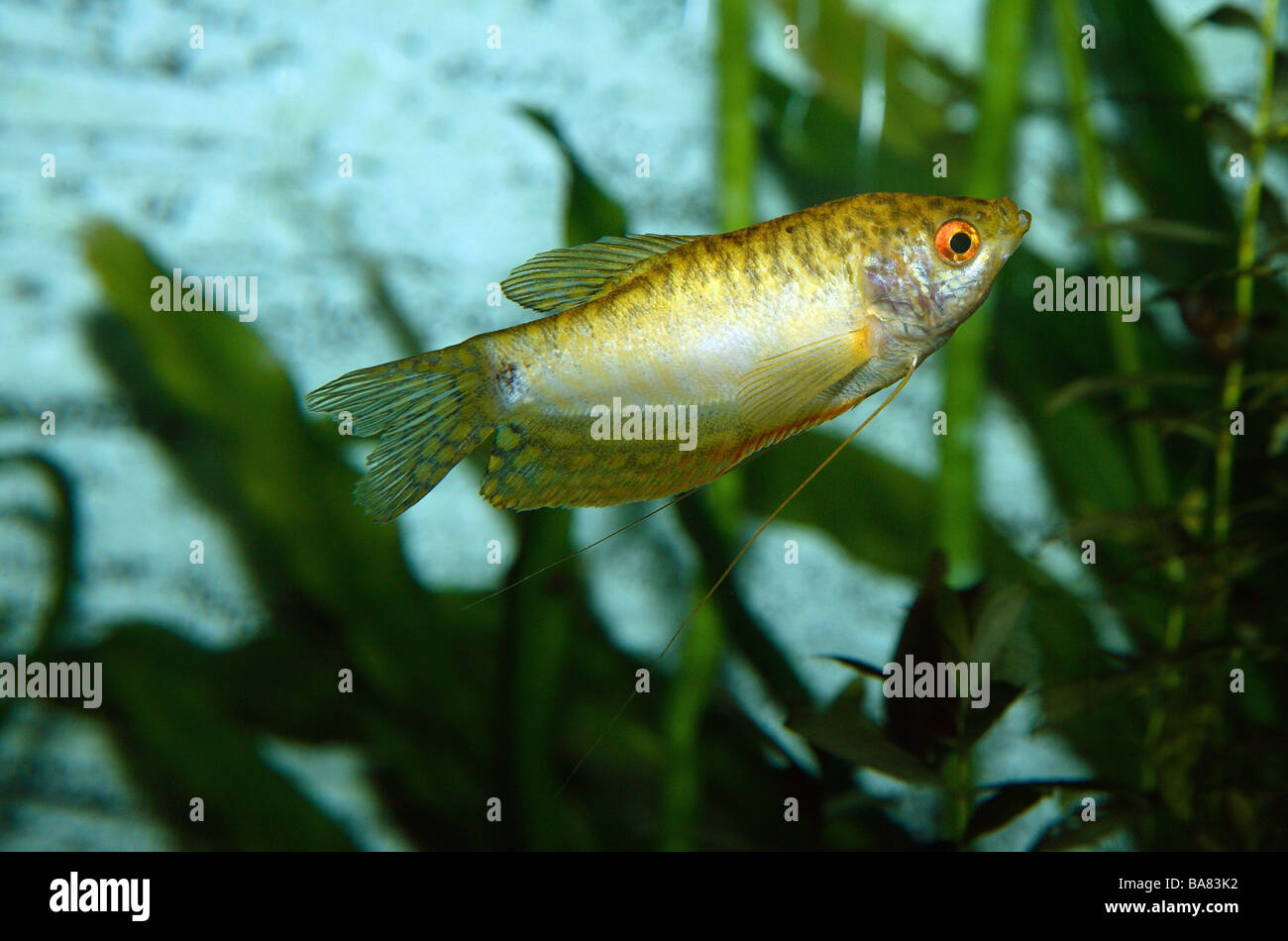 Labyrinth fische -Fotos und -Bildmaterial in hoher Auflösung – Alamy
