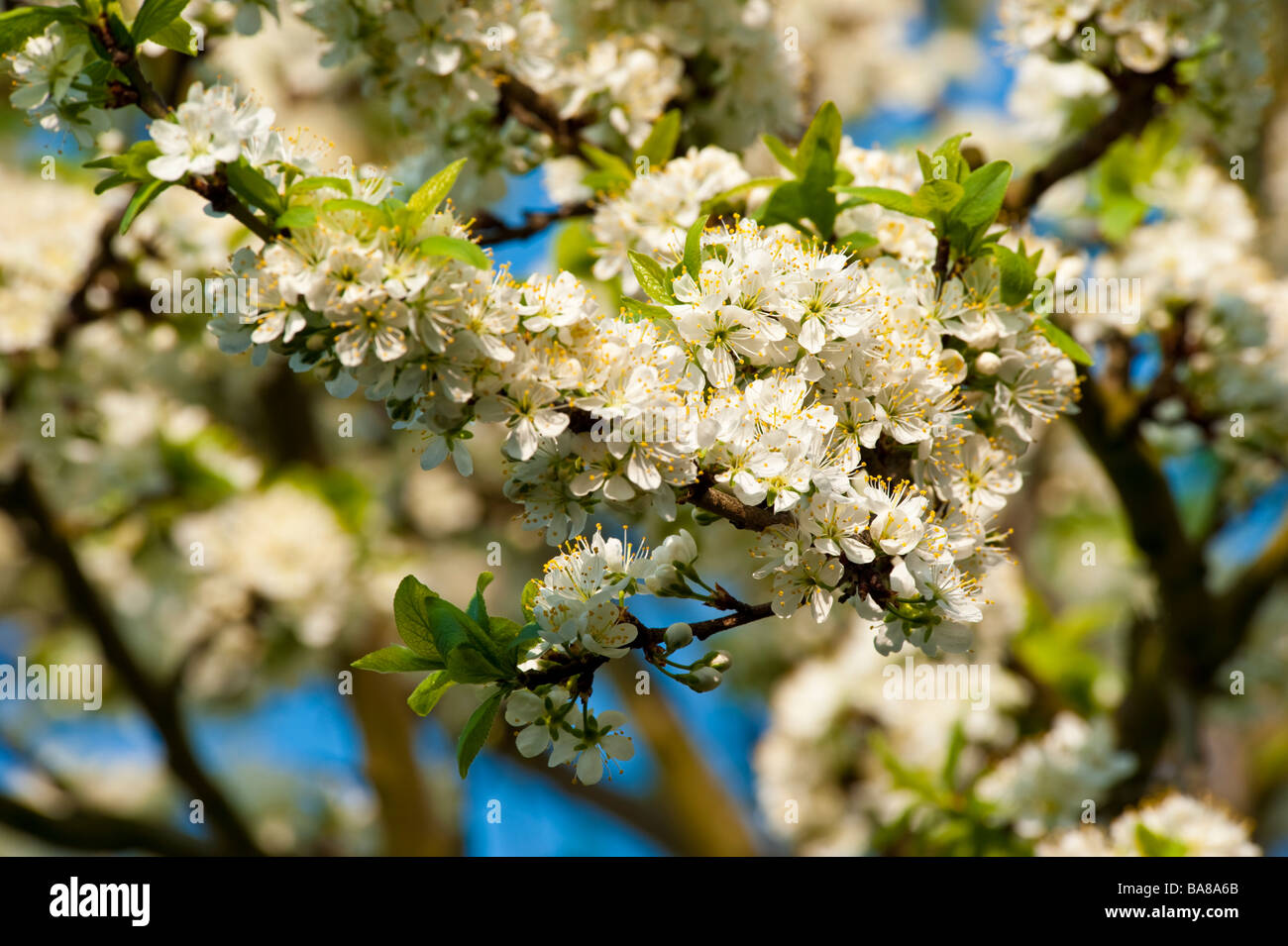 Mirabelle tree -Fotos und -Bildmaterial in hoher Auflösung – Alamy
