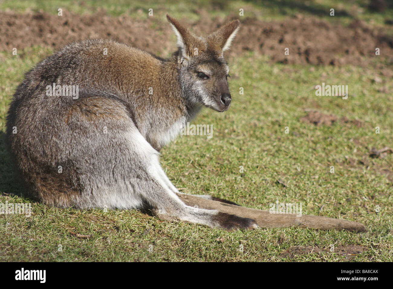Bennett Wallaby - auf der Wiese liegend / Macropus Rufogriseus ...