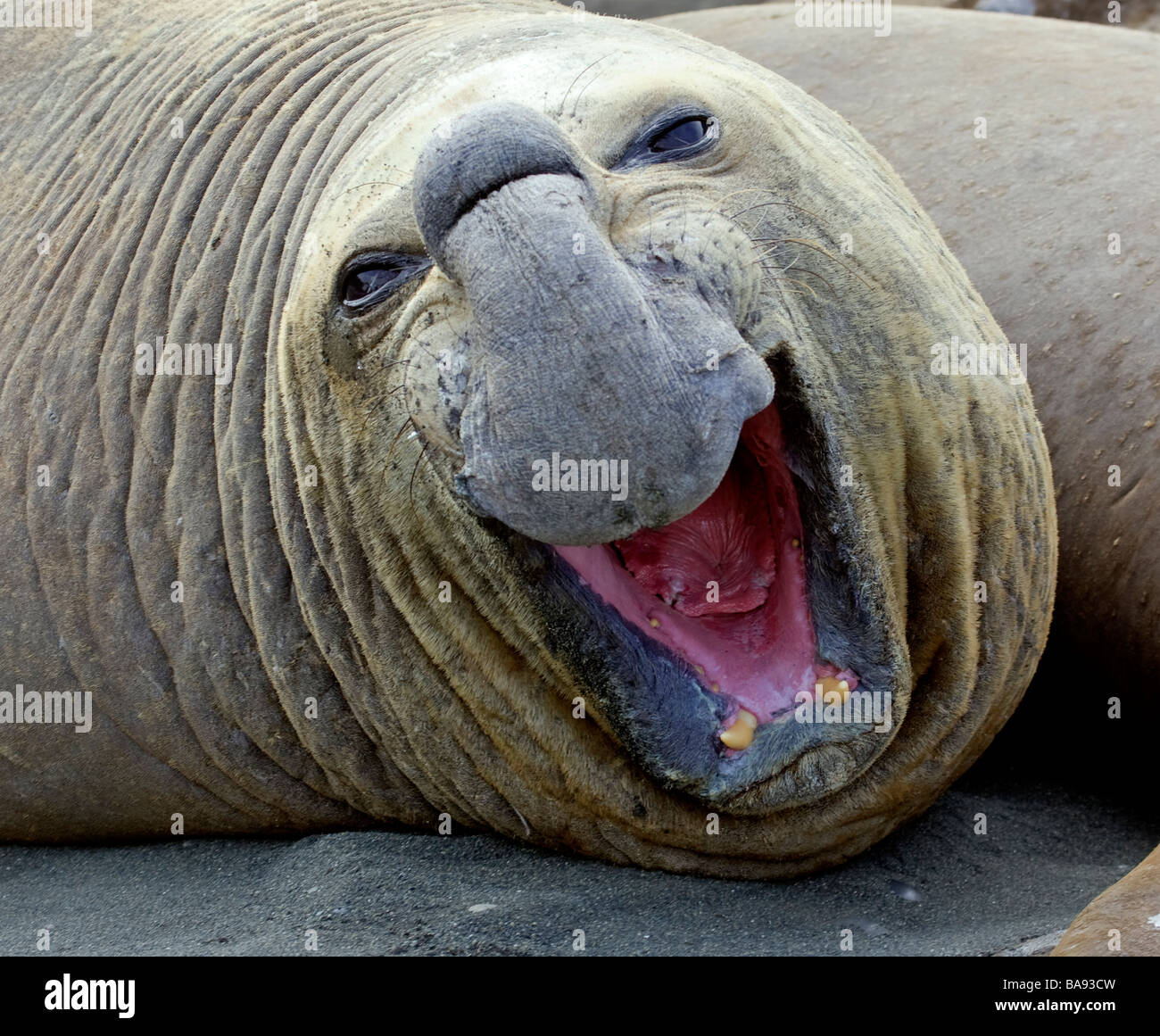 See-Elefanten mit offenem Mund Australien Stockfotografie - Alamy