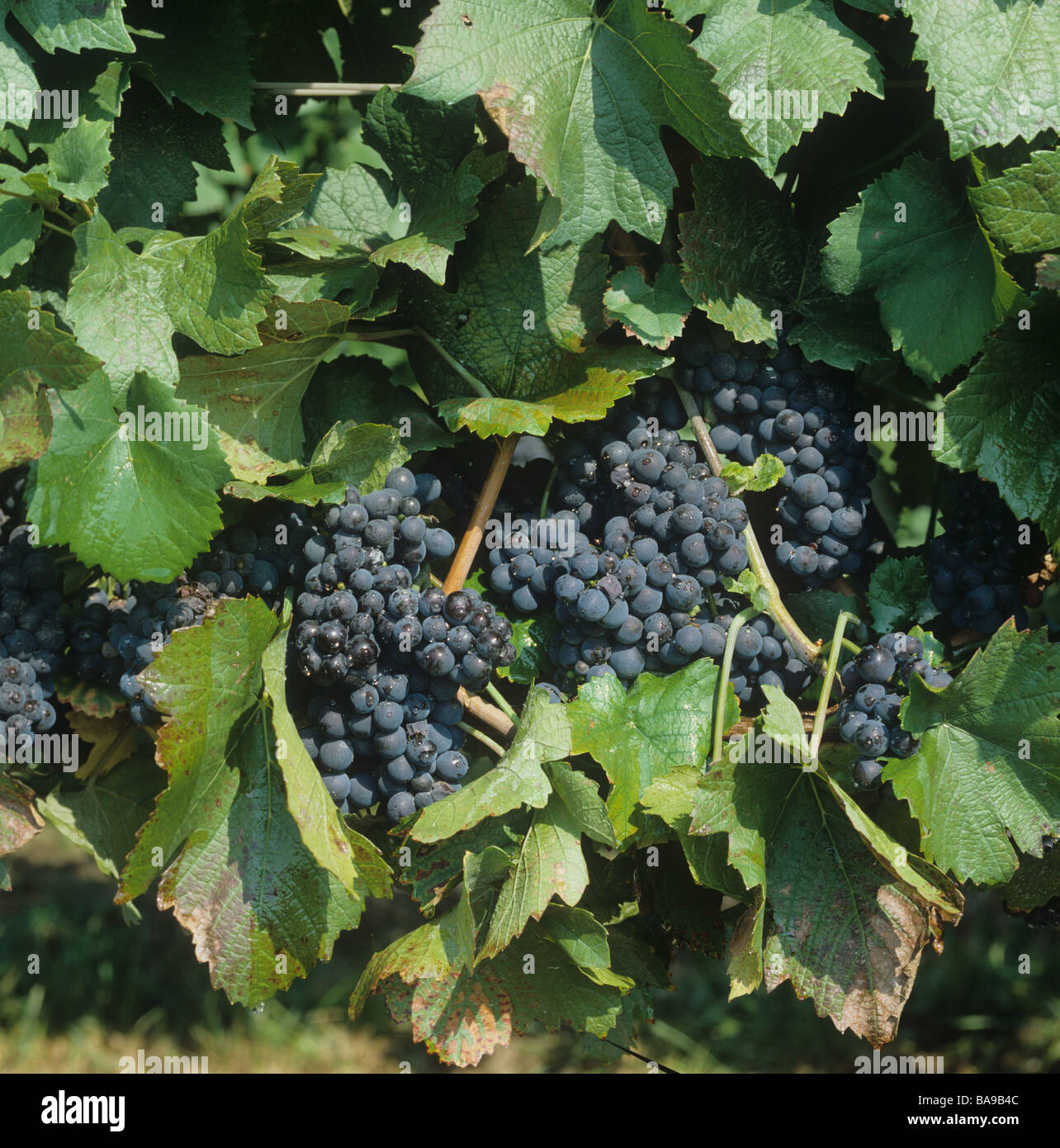 Kaiserstuhl deutschland -Fotos und -Bildmaterial in hoher Auflösung – Alamy