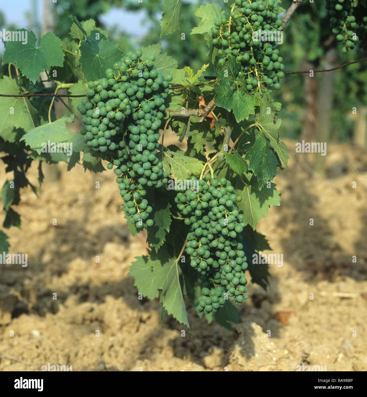 Chianti traube -Fotos und -Bildmaterial in hoher Auflösung – Alamy