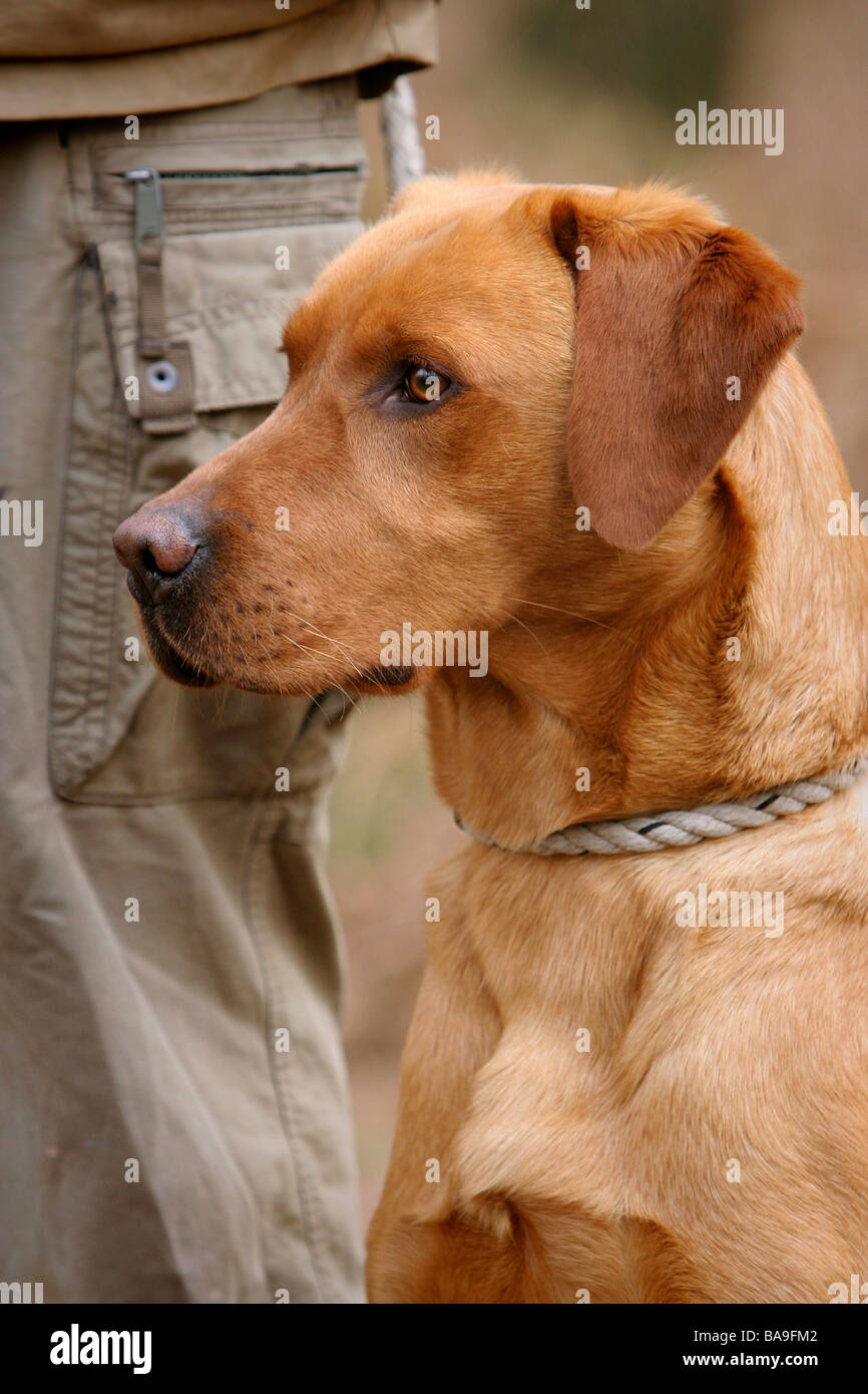 Fuchs rot labrador -Fotos und -Bildmaterial in hoher Auflösung – Alamy