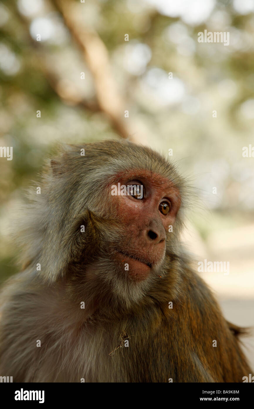 Affen ohr -Fotos und -Bildmaterial in hoher Auflösung – Alamy