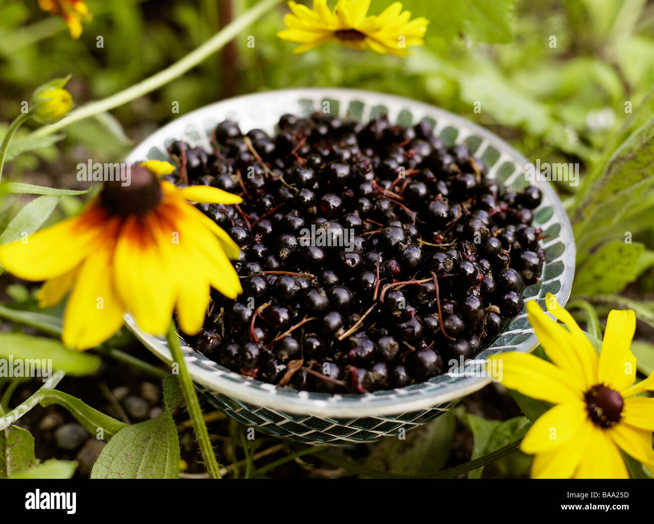 Johannisbeere schwarze pflanzen -Fotos und -Bildmaterial in hoher ...