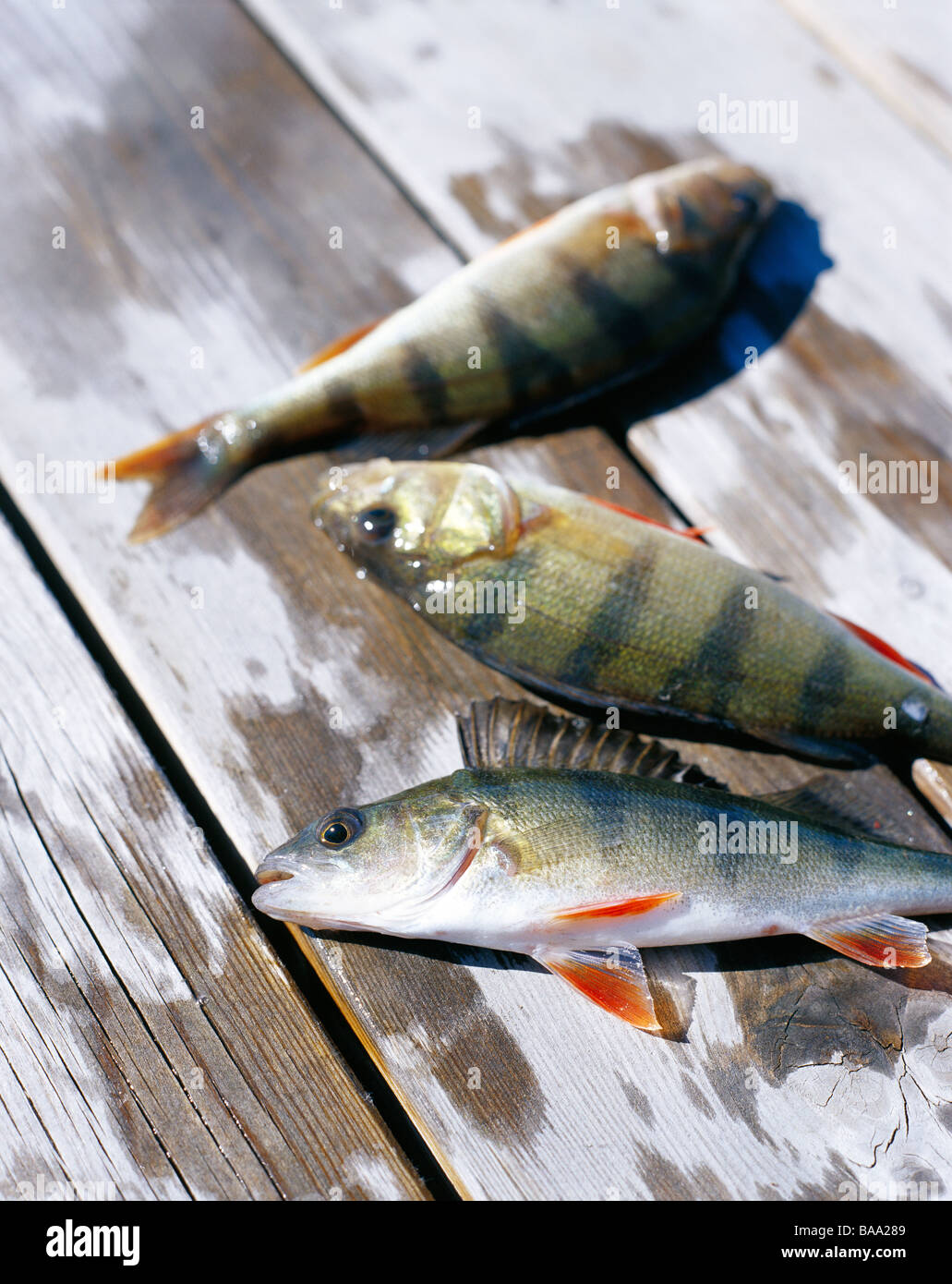 Barsch fängt -Fotos und -Bildmaterial in hoher Auflösung – Alamy