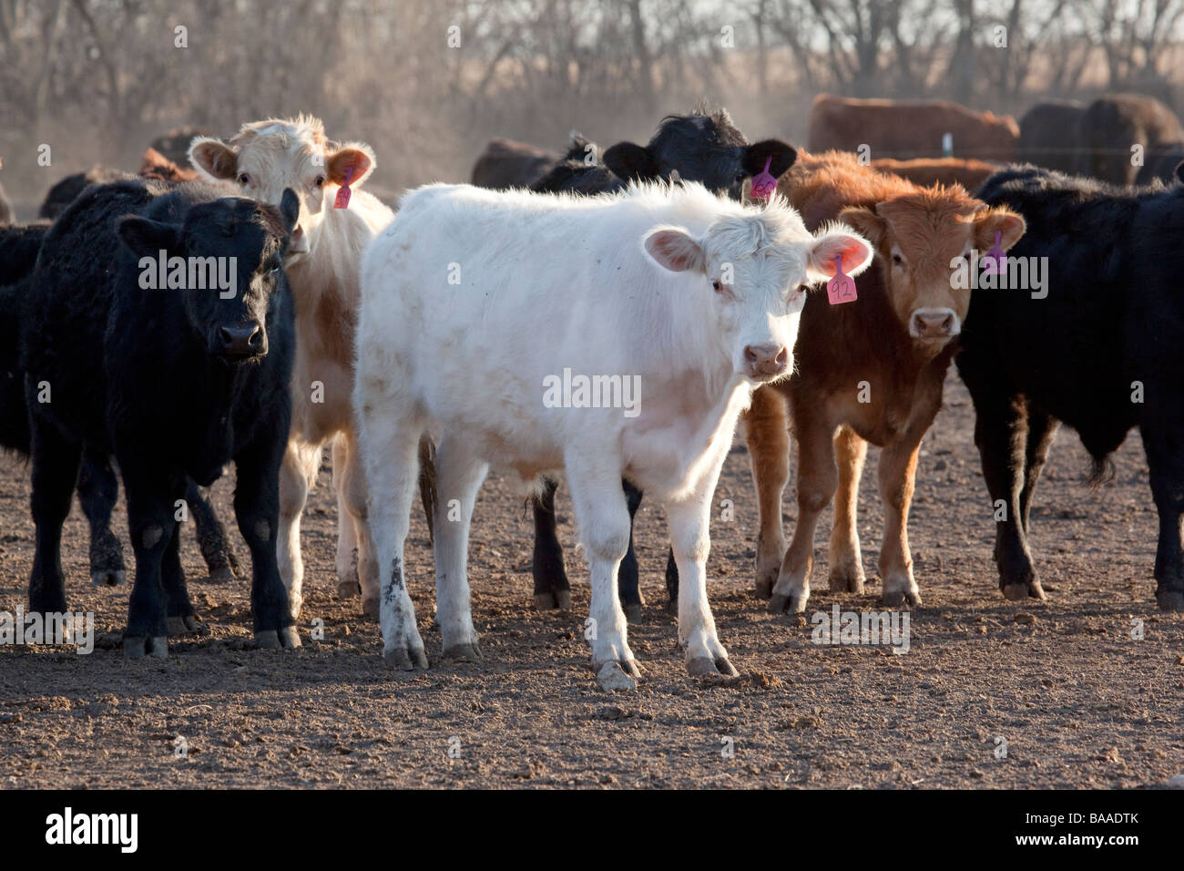 Feedlot usa -Fotos und -Bildmaterial in hoher Auflösung – Alamy