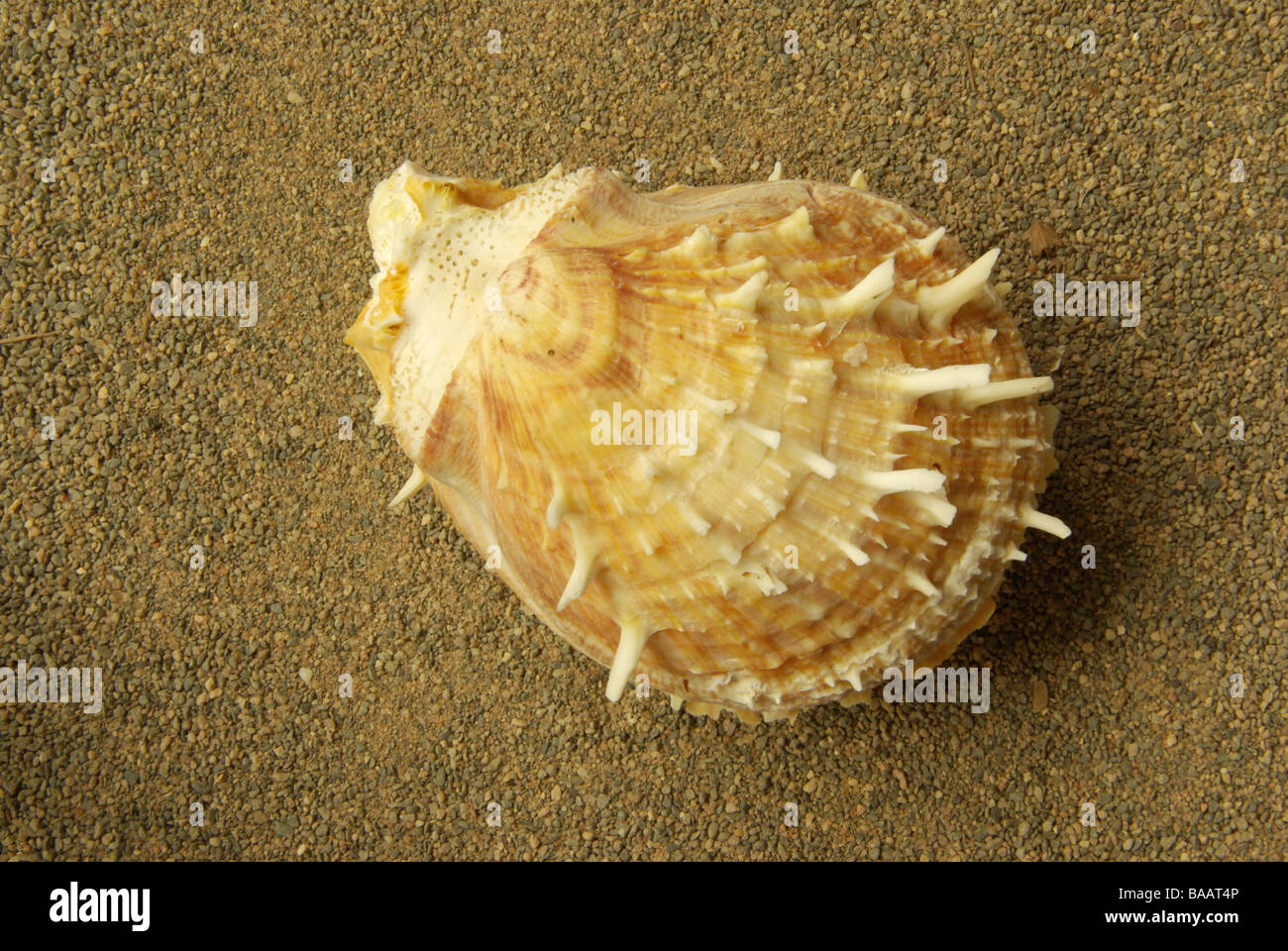 Spondylus nicobaricus -Fotos und -Bildmaterial in hoher Auflösung – Alamy