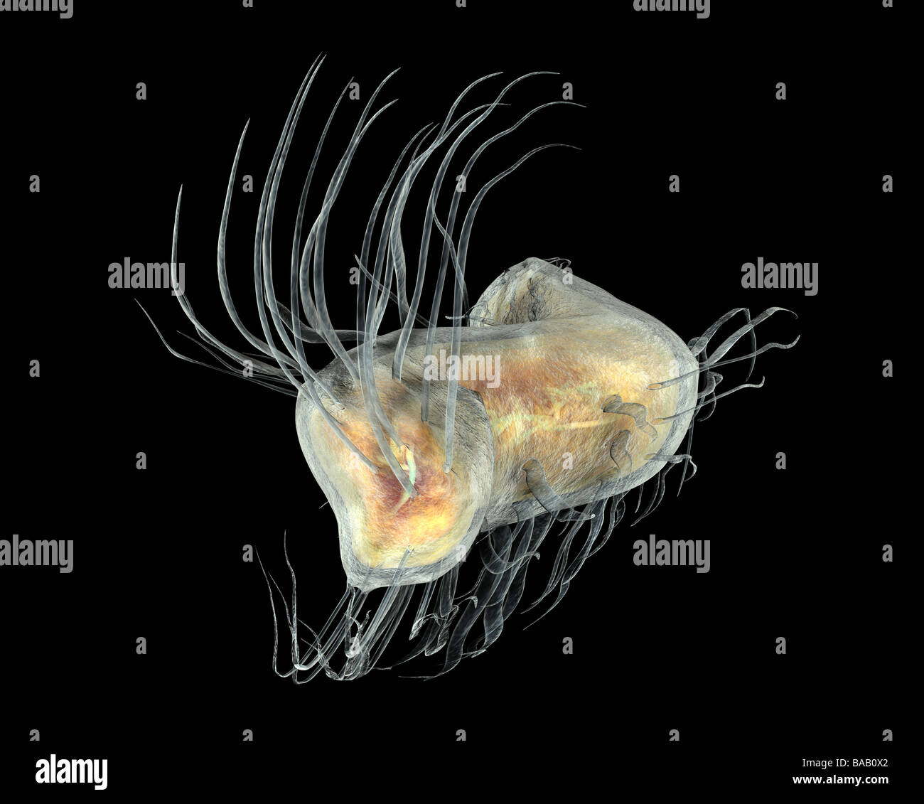 See bakterien -Fotos und -Bildmaterial in hoher Auflösung – Alamy