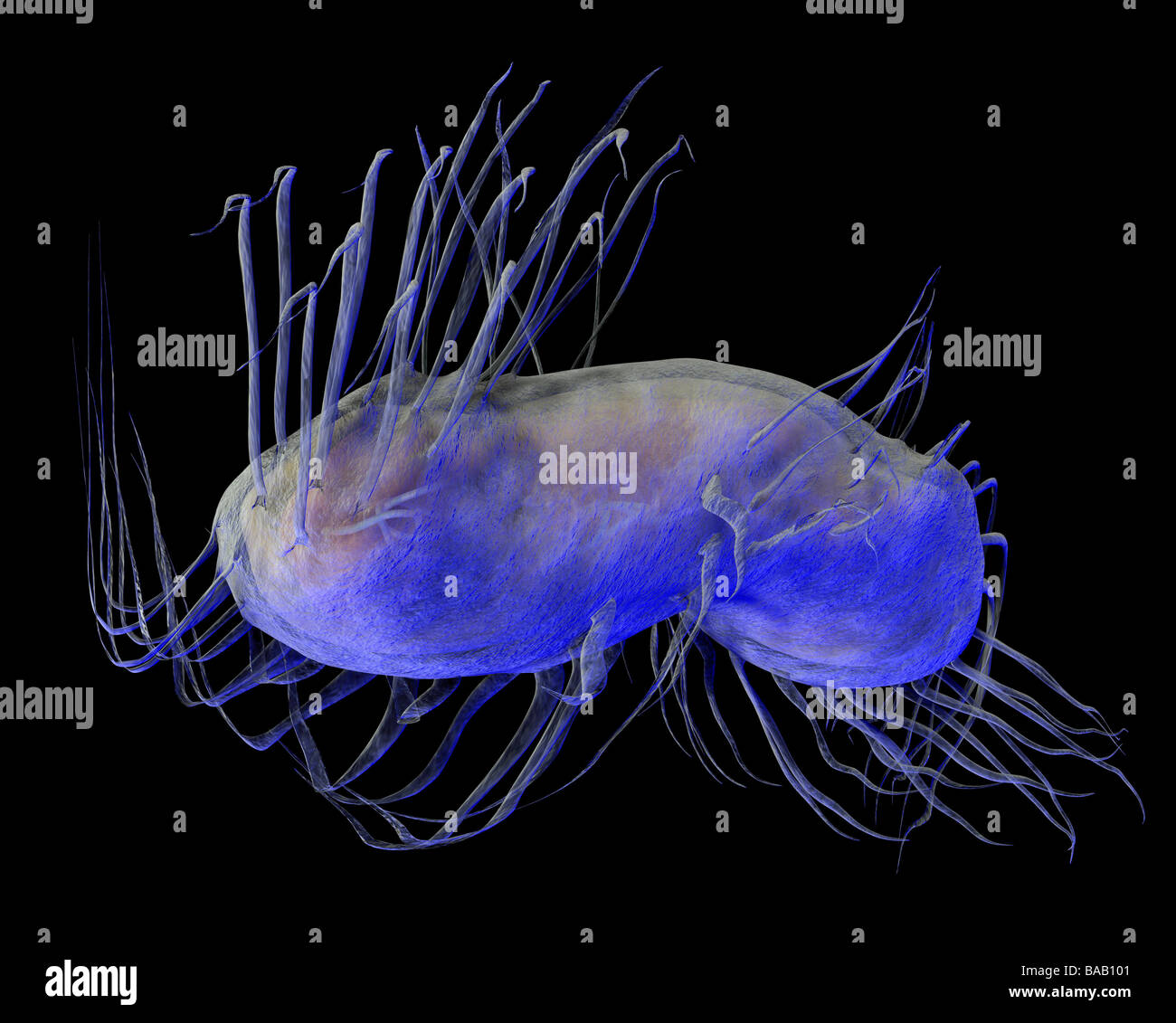 Anatomie bakterien biologie -Fotos und -Bildmaterial in hoher Auflösung ...