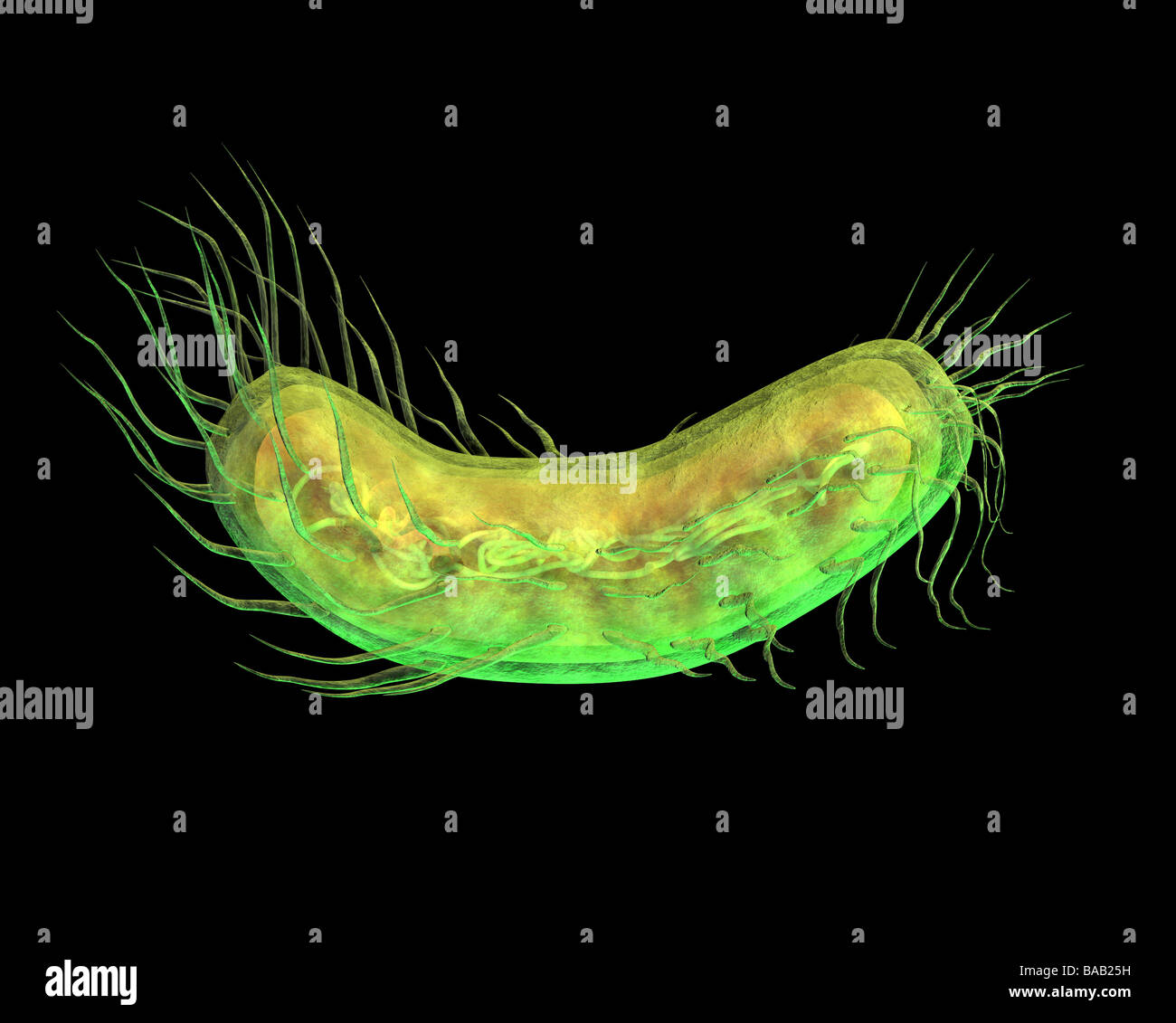 Anatomie Bakterien Biologie Stockfotos und -bilder Kaufen - Alamy
