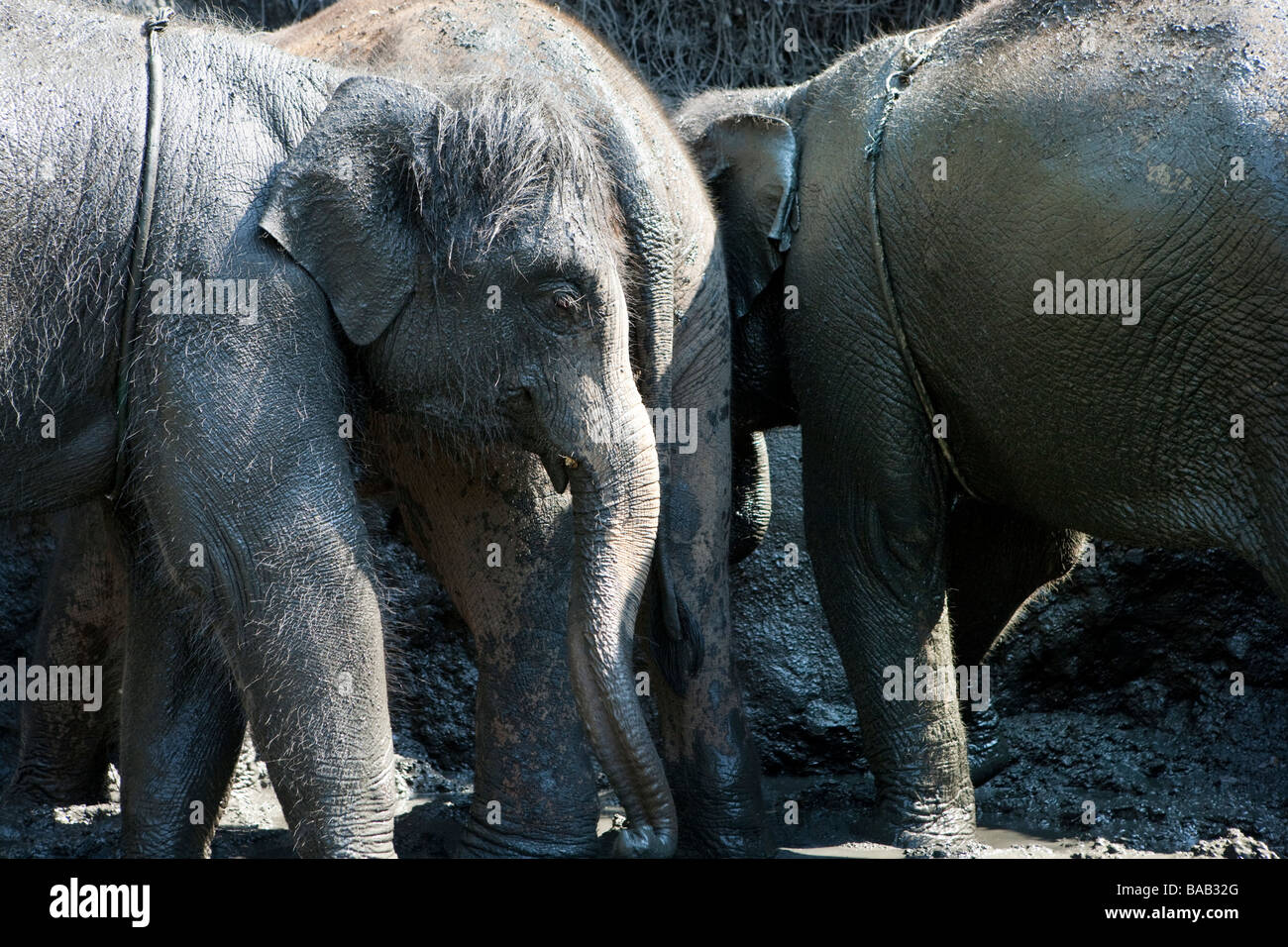 Schlamm badet -Fotos und -Bildmaterial in hoher Auflösung – Alamy