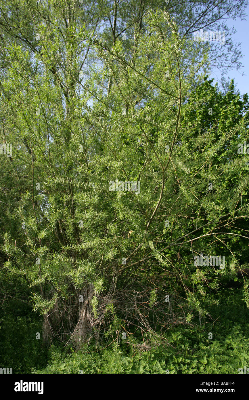Salix Korbweiden Stockfotos und -bilder Kaufen - Alamy