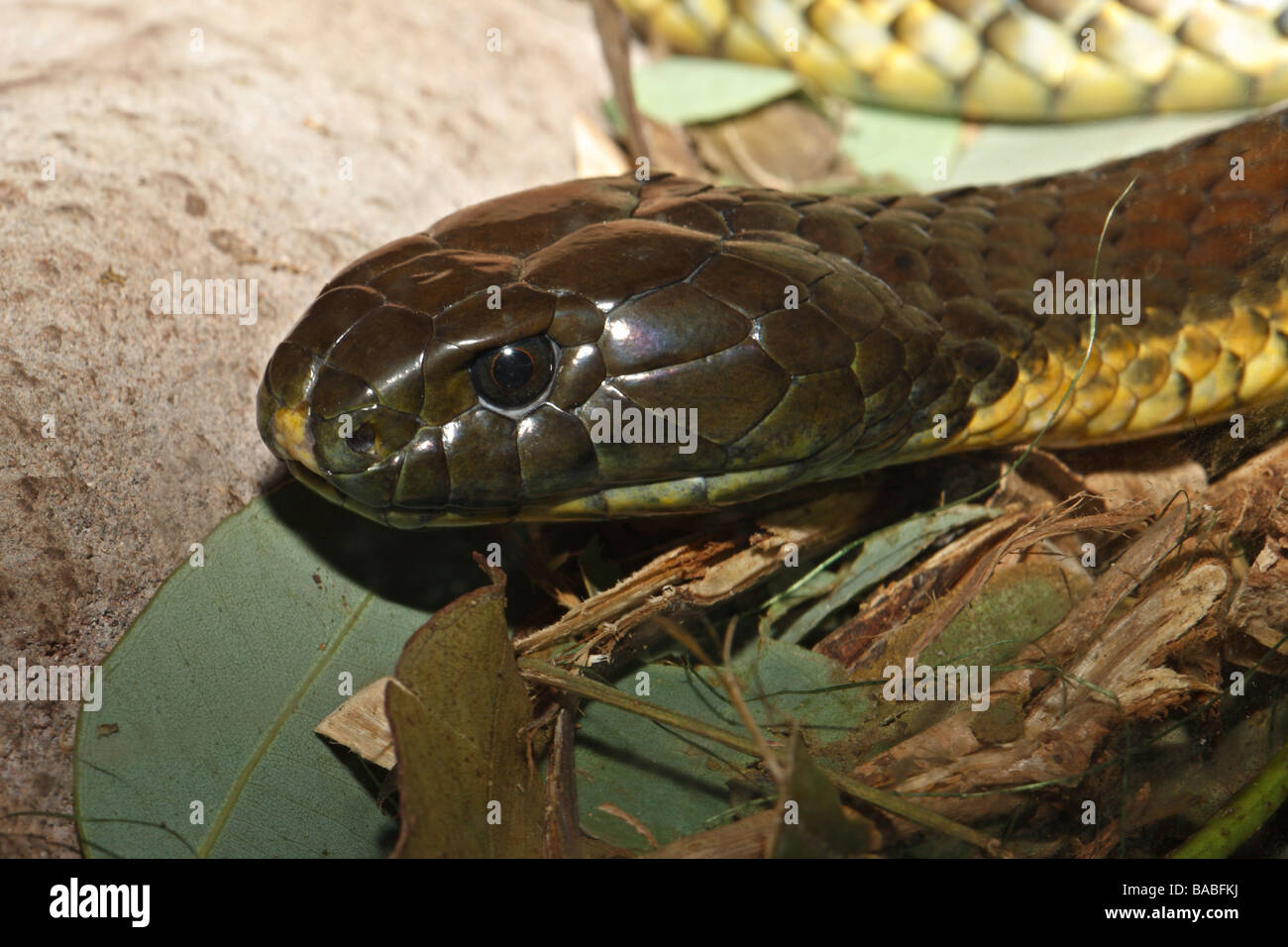 Tiger snake -Fotos und -Bildmaterial in hoher Auflösung – Alamy