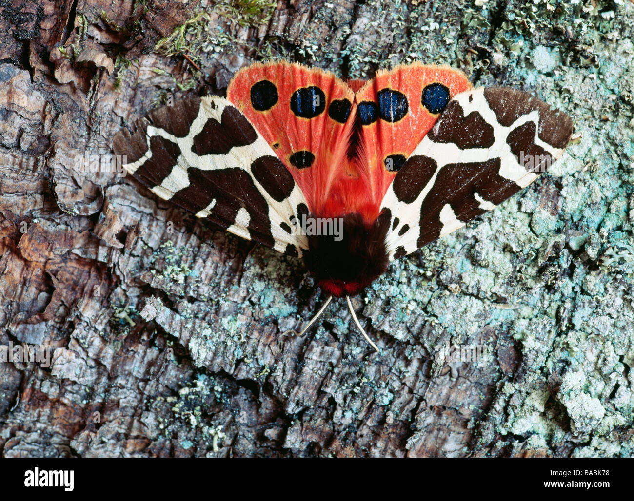 Moth tineidae -Fotos und -Bildmaterial in hoher Auflösung – Alamy