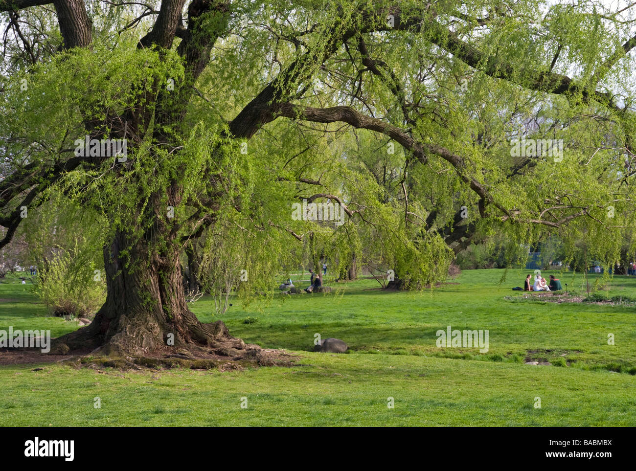 Wisconsin Weeping Willow Tree - Salix Pendulina Blanda Stockfotografie ...