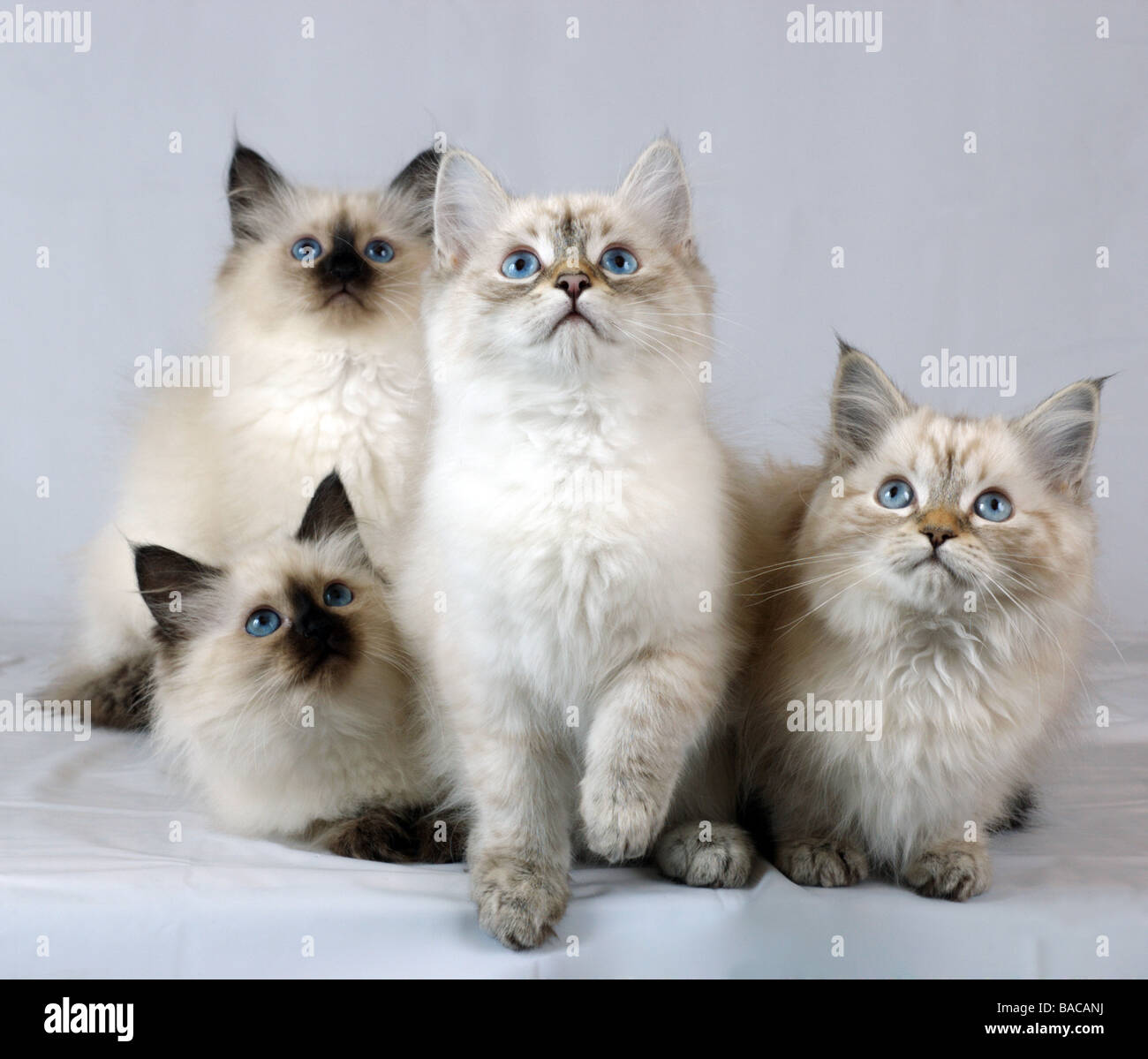 Vier Neva Masquerade Kätzchen (AKA Colorpoint sibirische Waldkatze ...