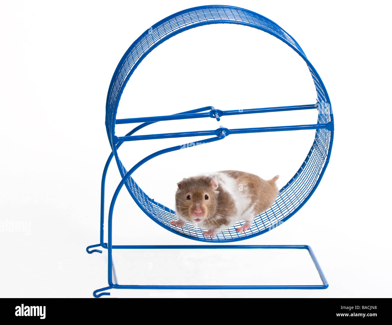 Hamsterrad -Fotos und -Bildmaterial in hoher Auflösung – Alamy