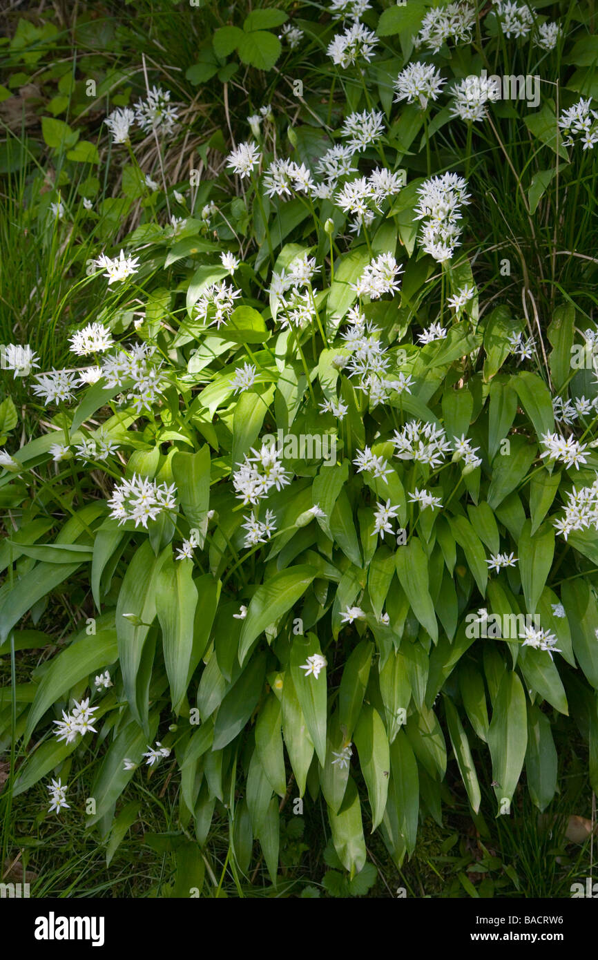 Wildwachsenden Knoblauch in Keg Holz bei Etherow Country Park am ...