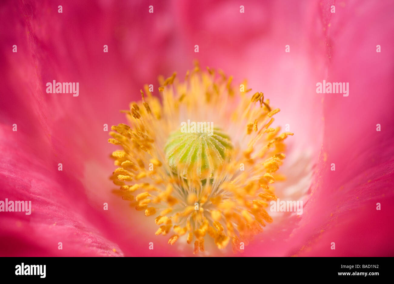 Mohn Nahaufnahmen Stockfotos und -bilder Kaufen - Alamy