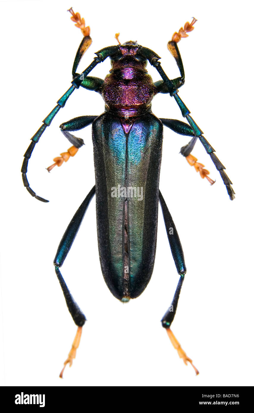 Philippine insects -Fotos und -Bildmaterial in hoher Auflösung – Alamy