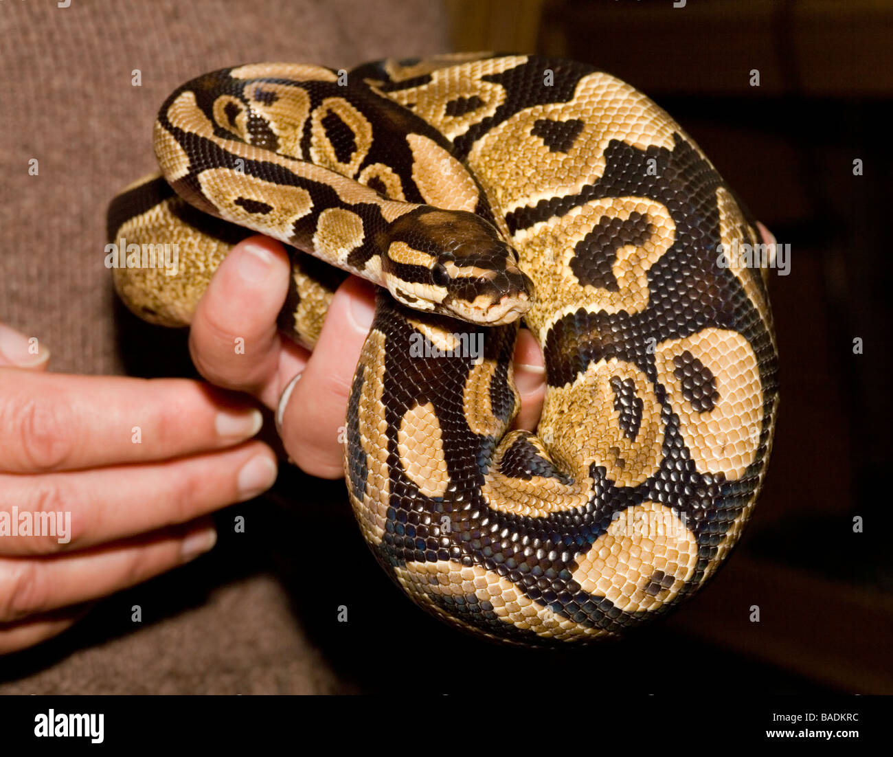 Python zur hand -Fotos und -Bildmaterial in hoher Auflösung – Alamy